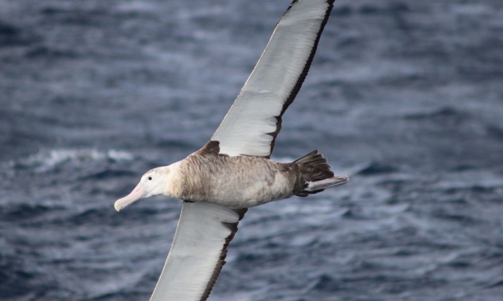 Originário do Pacífico Norte, Albatroz-gigante está presente durante ...